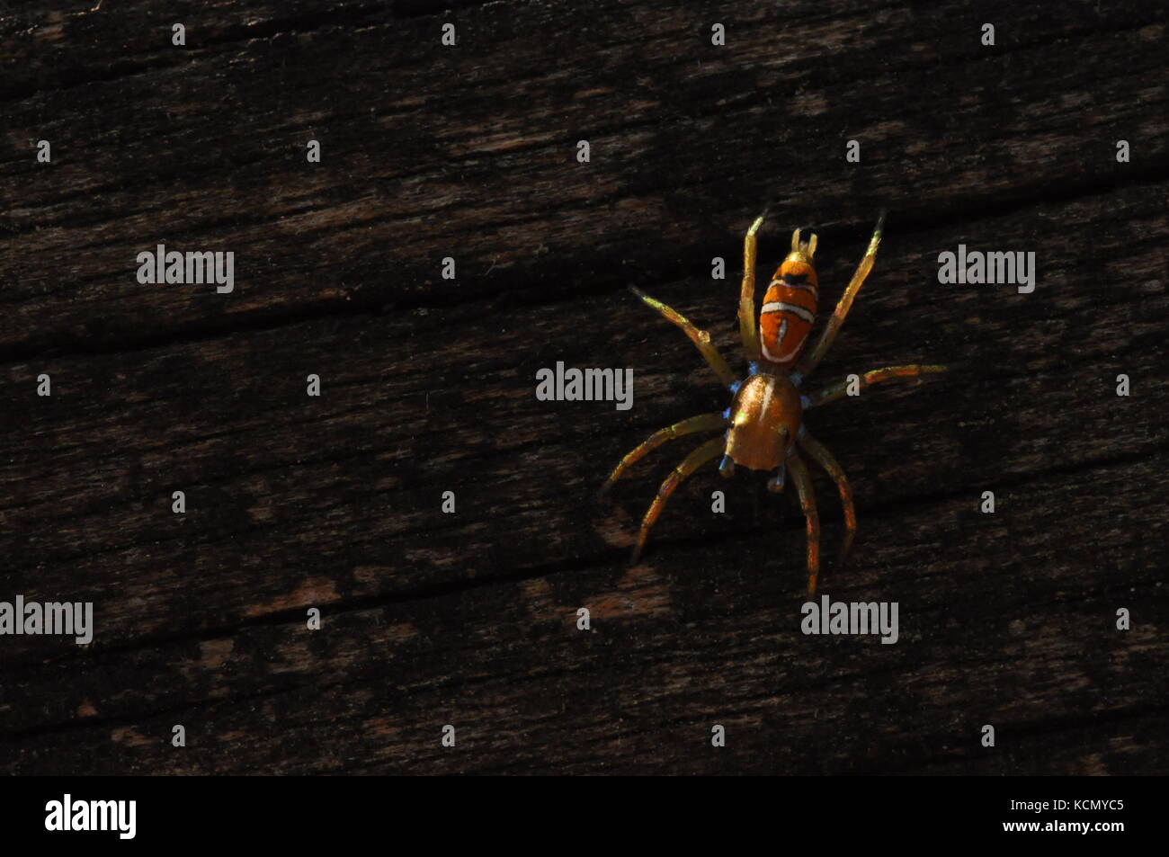 Green tree ant jumping spider (Cosmophasis bitaeniata) on a fence post ...