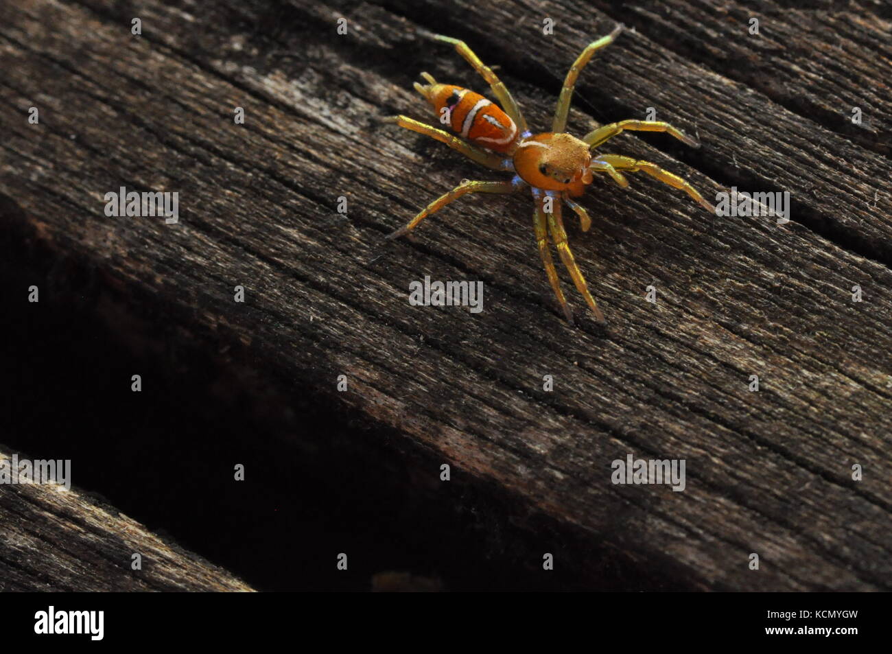 Ocelli ant hi-res stock photography and images - Alamy