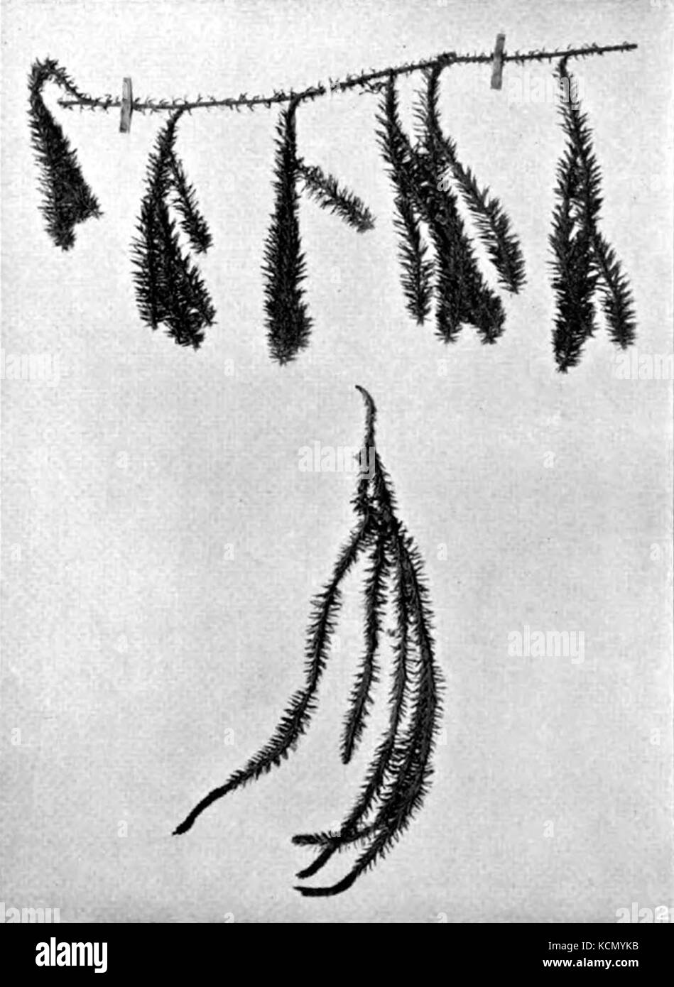 Featuring natural elements Black and White Stock Photos & Images - Alamy