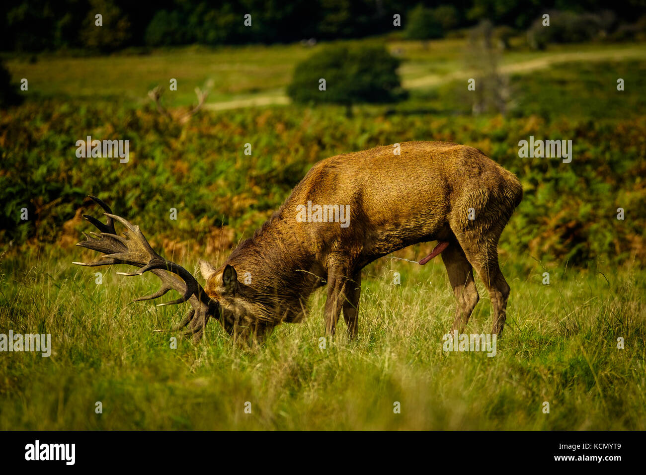 Red deer scent marking hi-res stock photography and images - Alamy