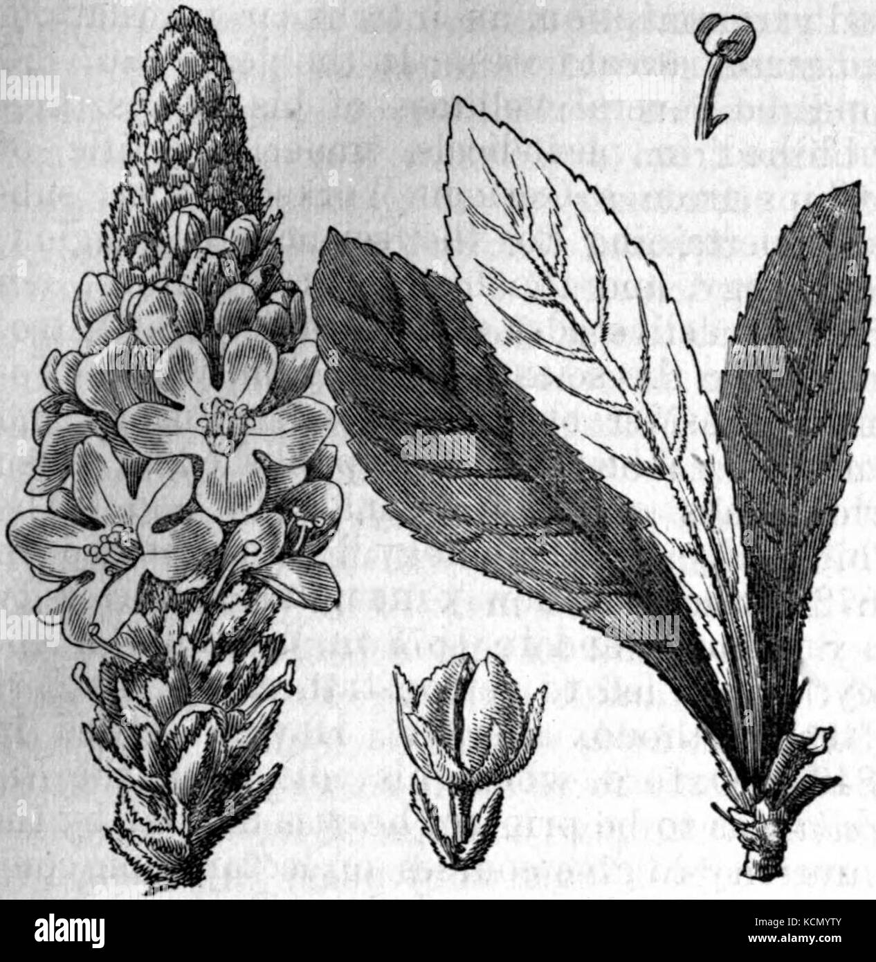 Common native wildflowers Black and White Stock Photos & Images - Alamy