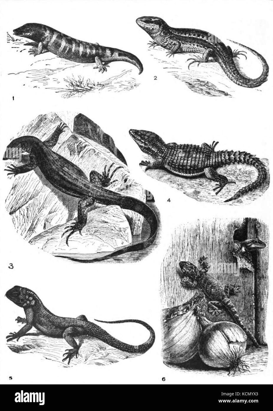 Old world lizards hi-res stock photography and images - Alamy