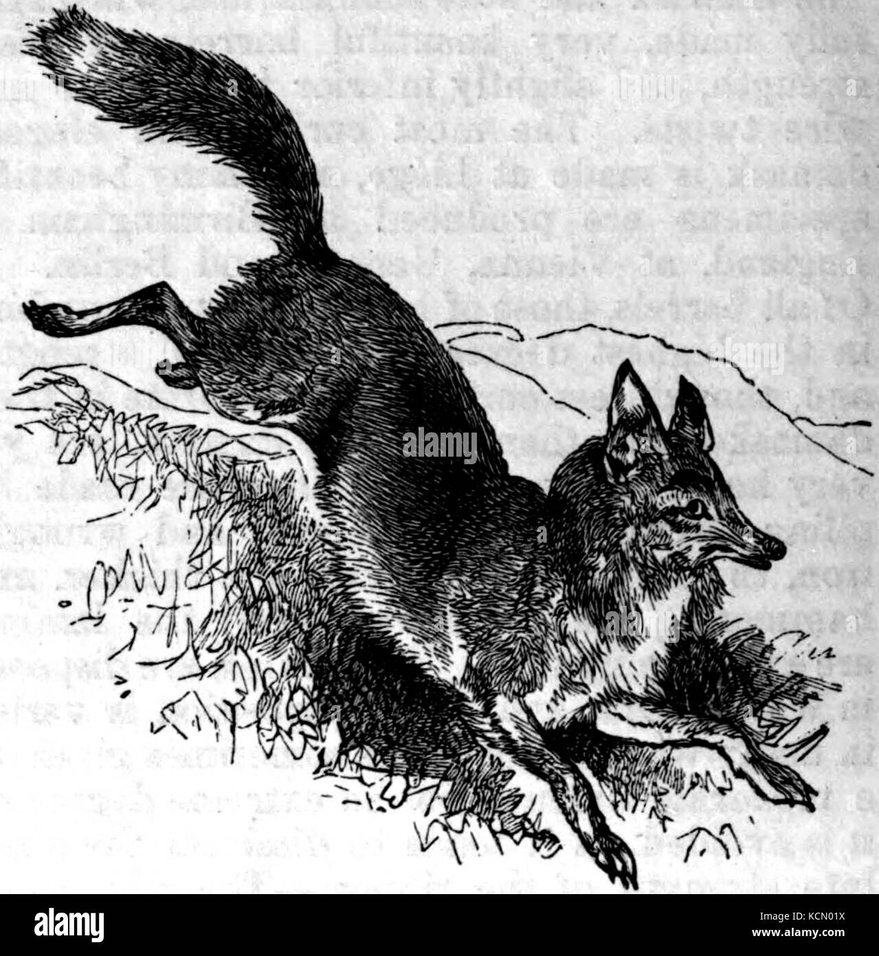 North american red fox Black and White Stock Photos & Images - Alamy