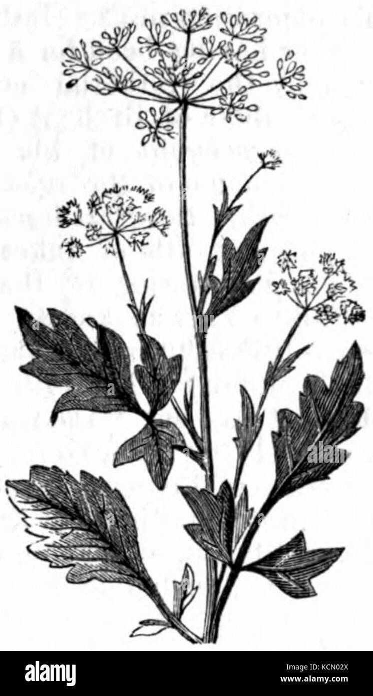 Seeds related Black and White Stock Photos & Images - Alamy