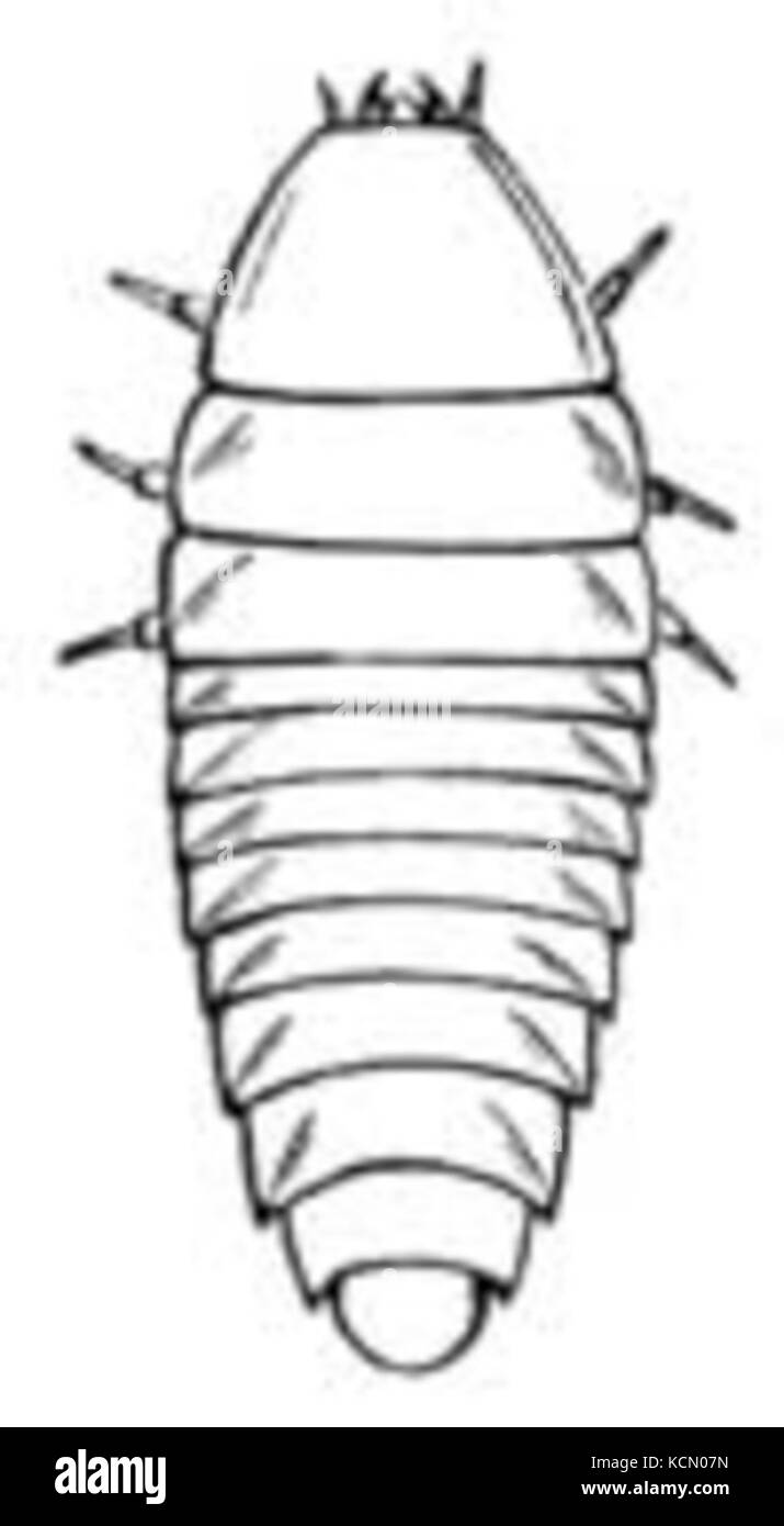 Larvae beetle Black and White Stock Photos & Images - Alamy