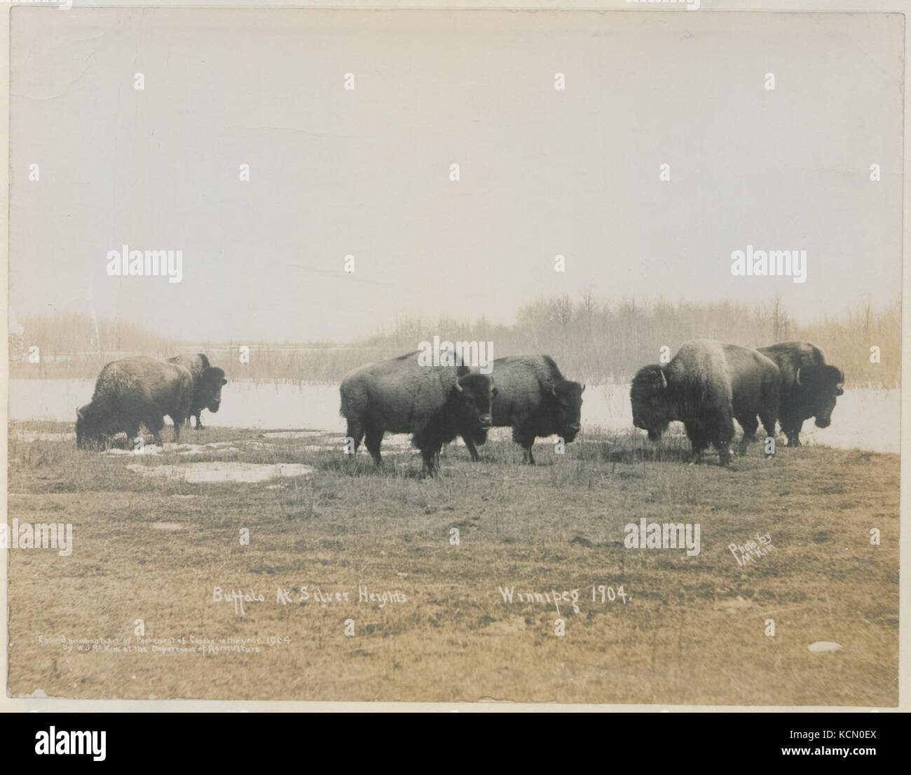 Silver buffalo hi-res stock photography and images - Alamy