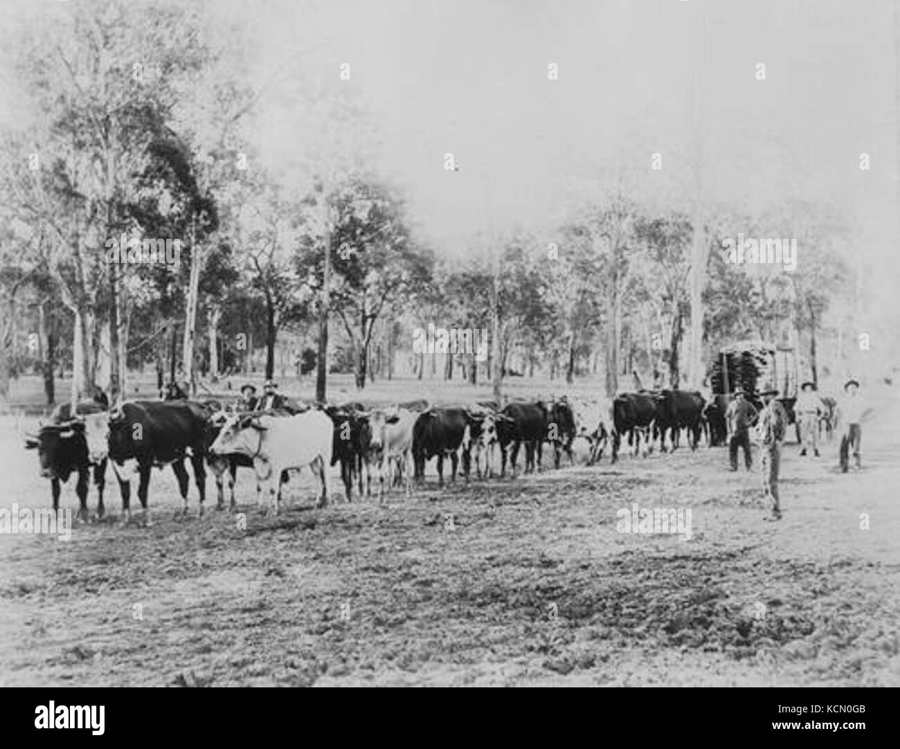 Bullock team hauling timber in the Kilcoy district ca. 1912 Stock Photo ...
