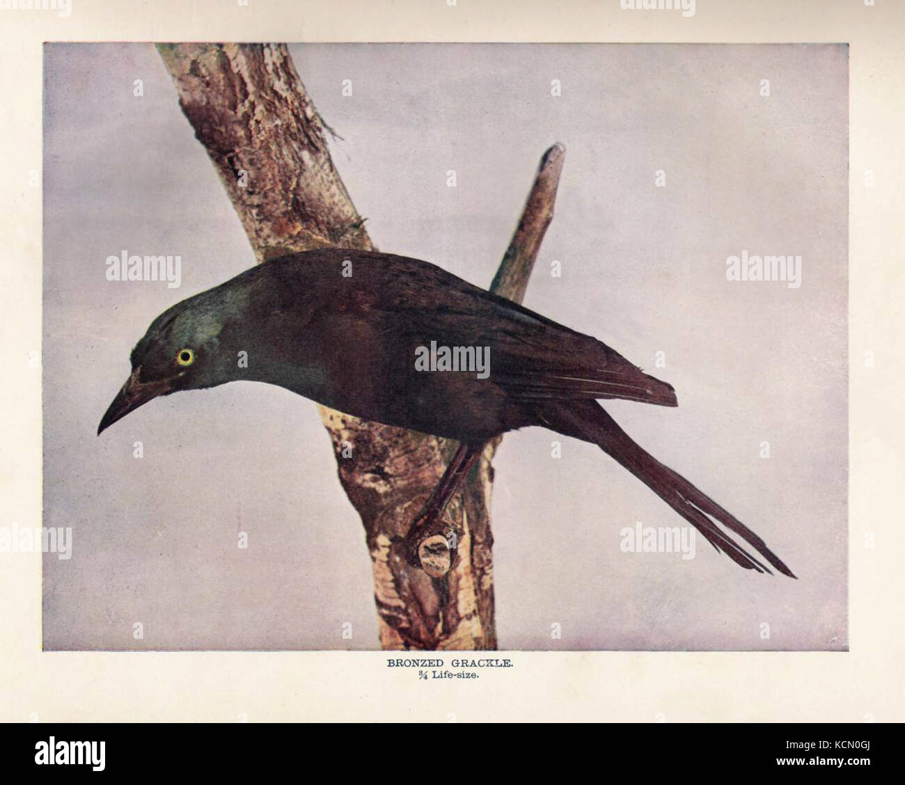 Common grackle migration bird hi-res stock photography and images - Alamy