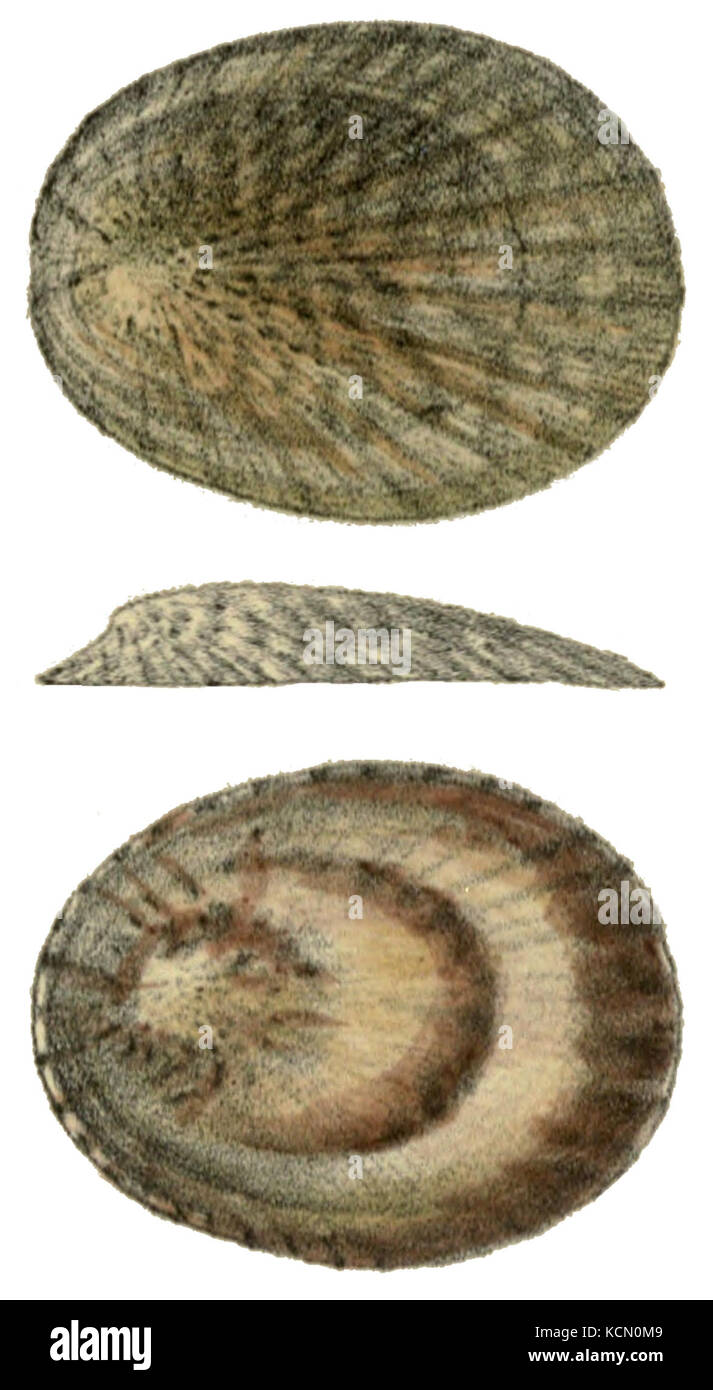 Cellana radians shell Stock Photo - Alamy