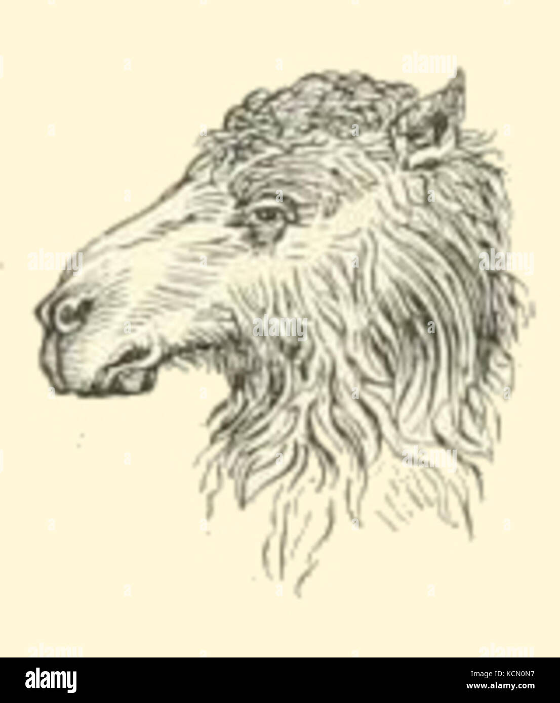 Camel Head Drawing Stock Photo - Alamy