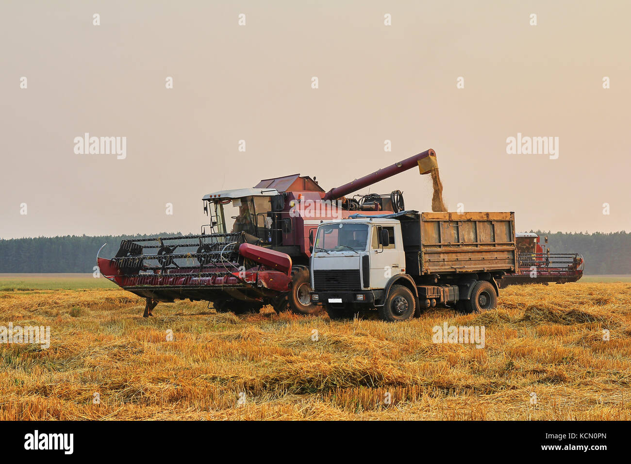 Harvesting wheat from the fields with a combine harvester Stock Photo ...
