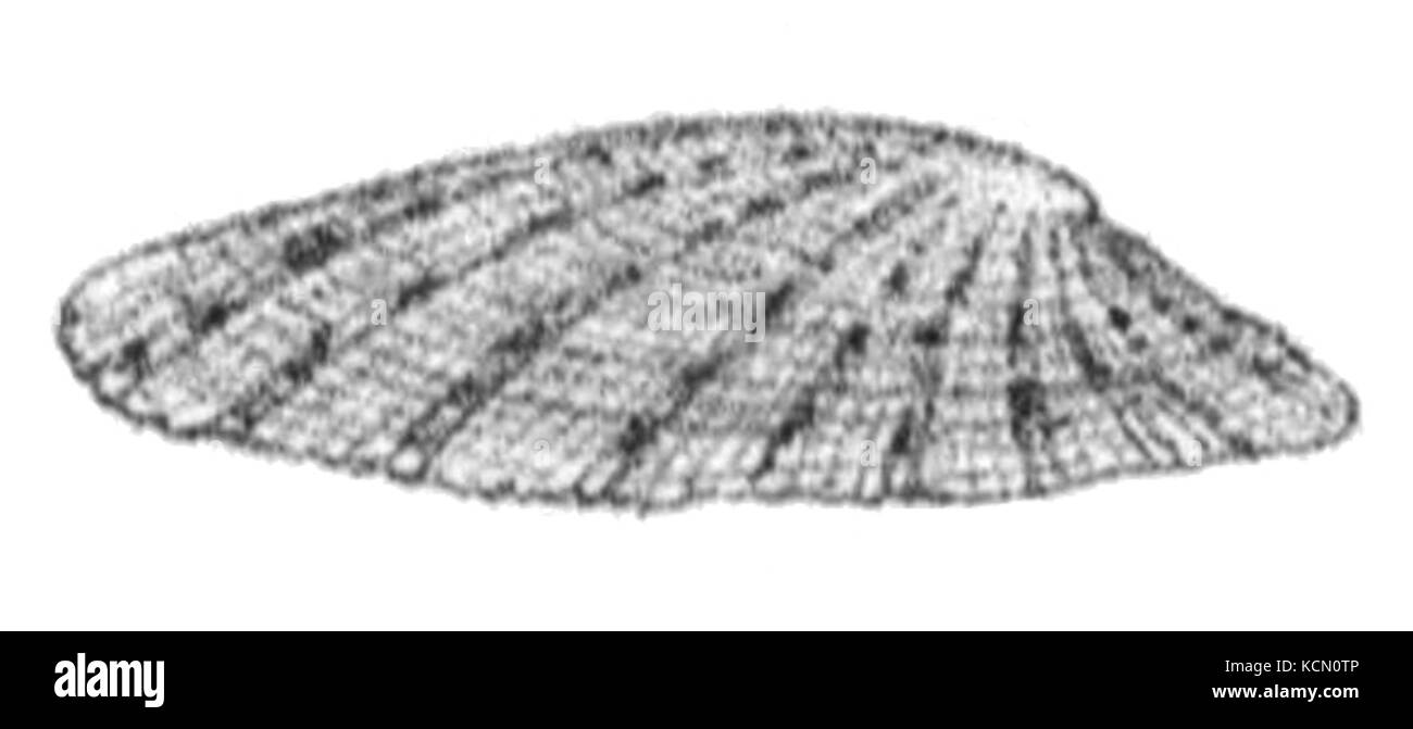 Cellana stellifera shell 2 Stock Photo - Alamy