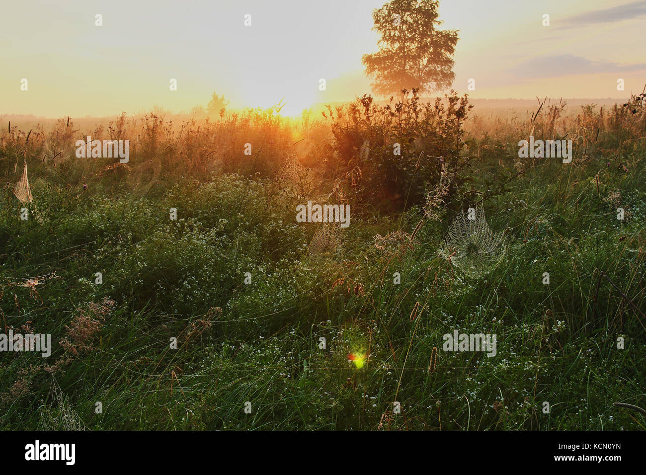 landscape photo of the dawn in August Stock Photo - Alamy