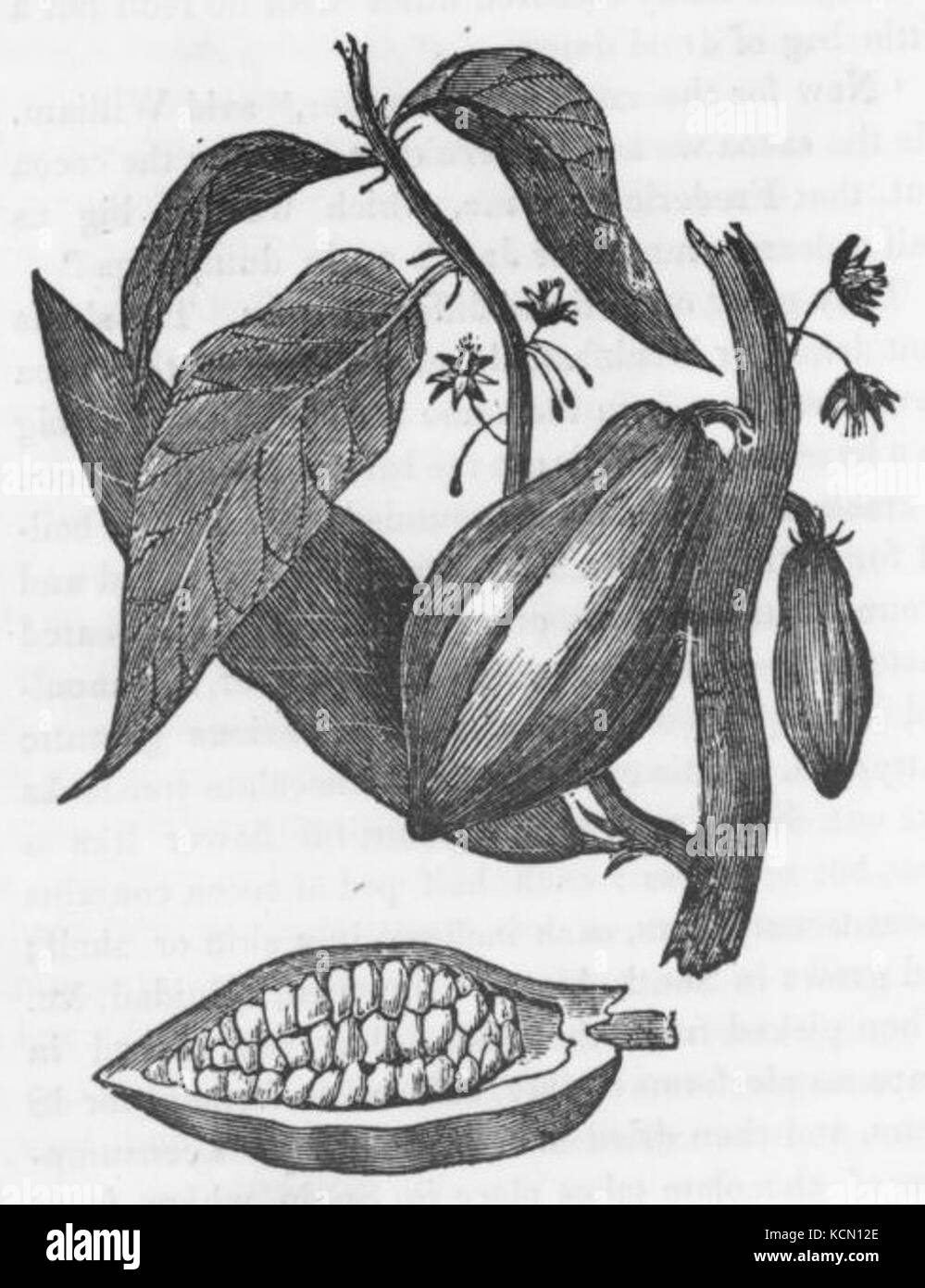 Cocoa drawing hi-res stock photography and images - Alamy