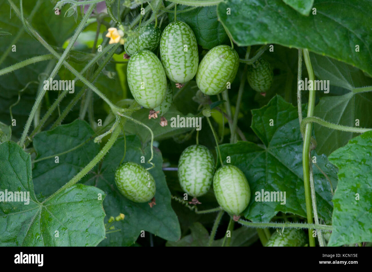 Melothria scabra, mouse melon a sweet delicious vegetable Stock Photo ...