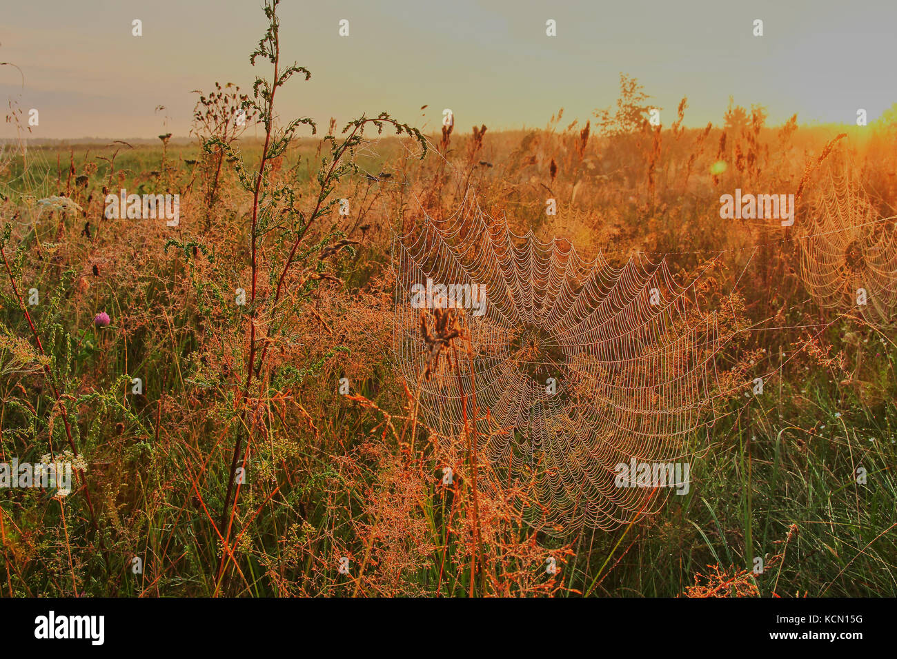 landscape photo of the dawn in August Stock Photo - Alamy