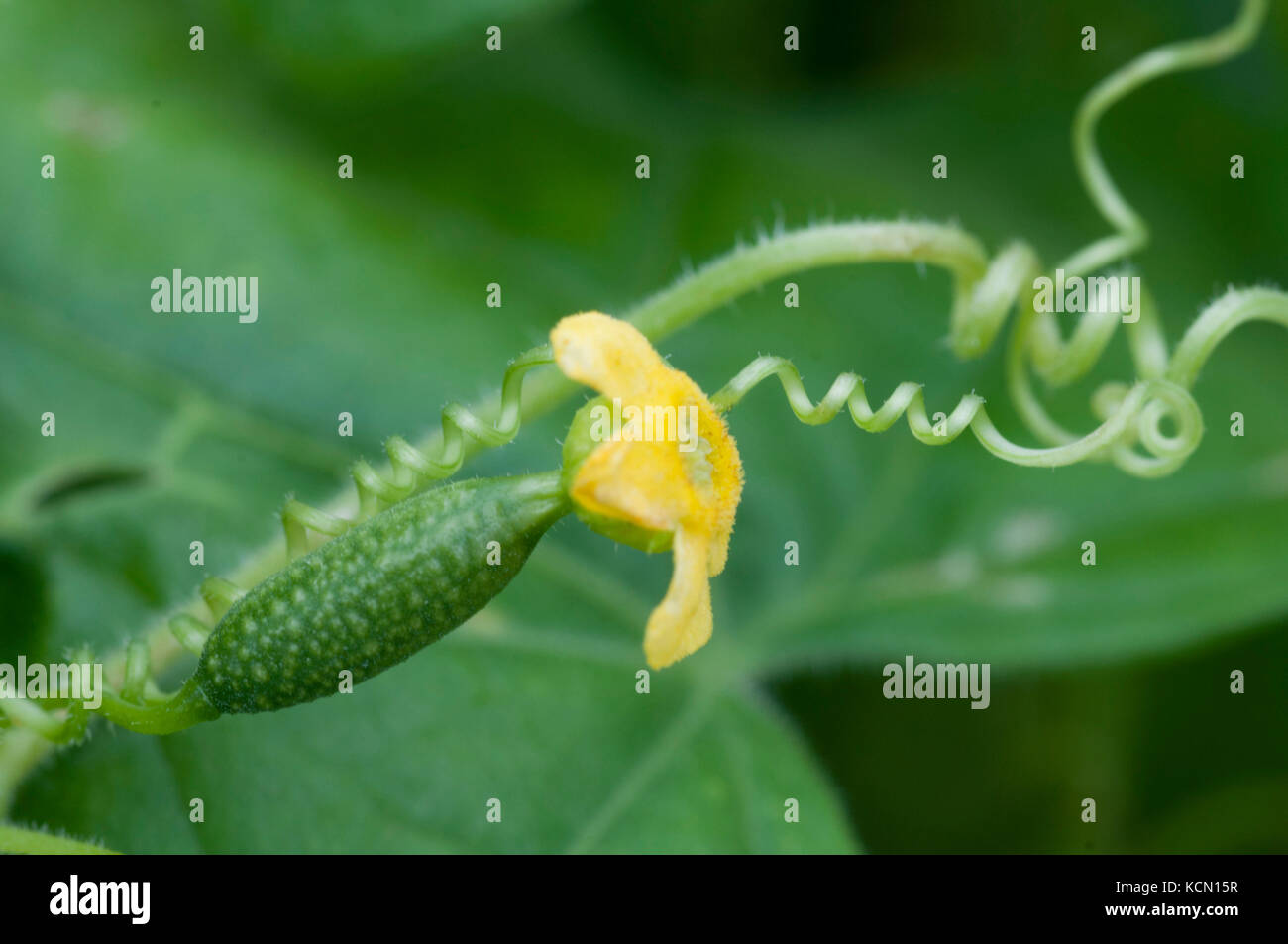 Melothria scabra, mouse melon a sweet delicious vegetable Stock Photo ...