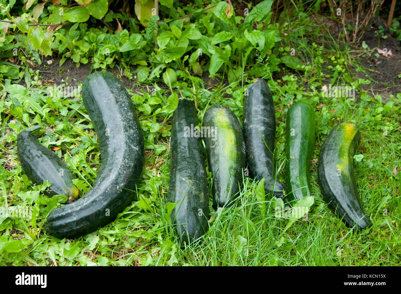 Fresh picked zucchini from the vegetable garden Stock Photo - Alamy