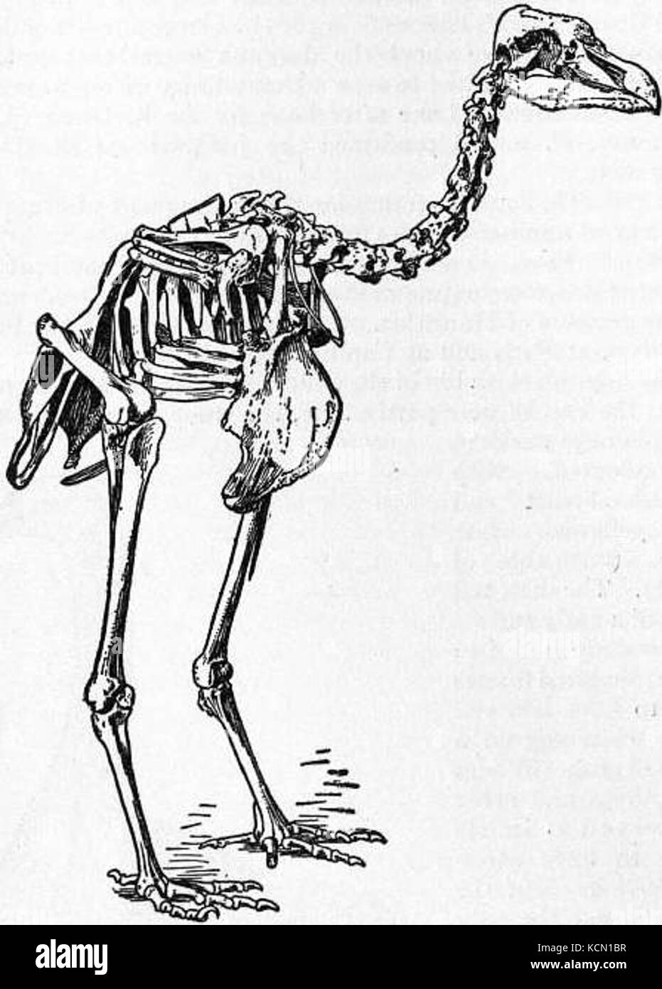 Britannica Dodo 3 Stock Photo - Alamy