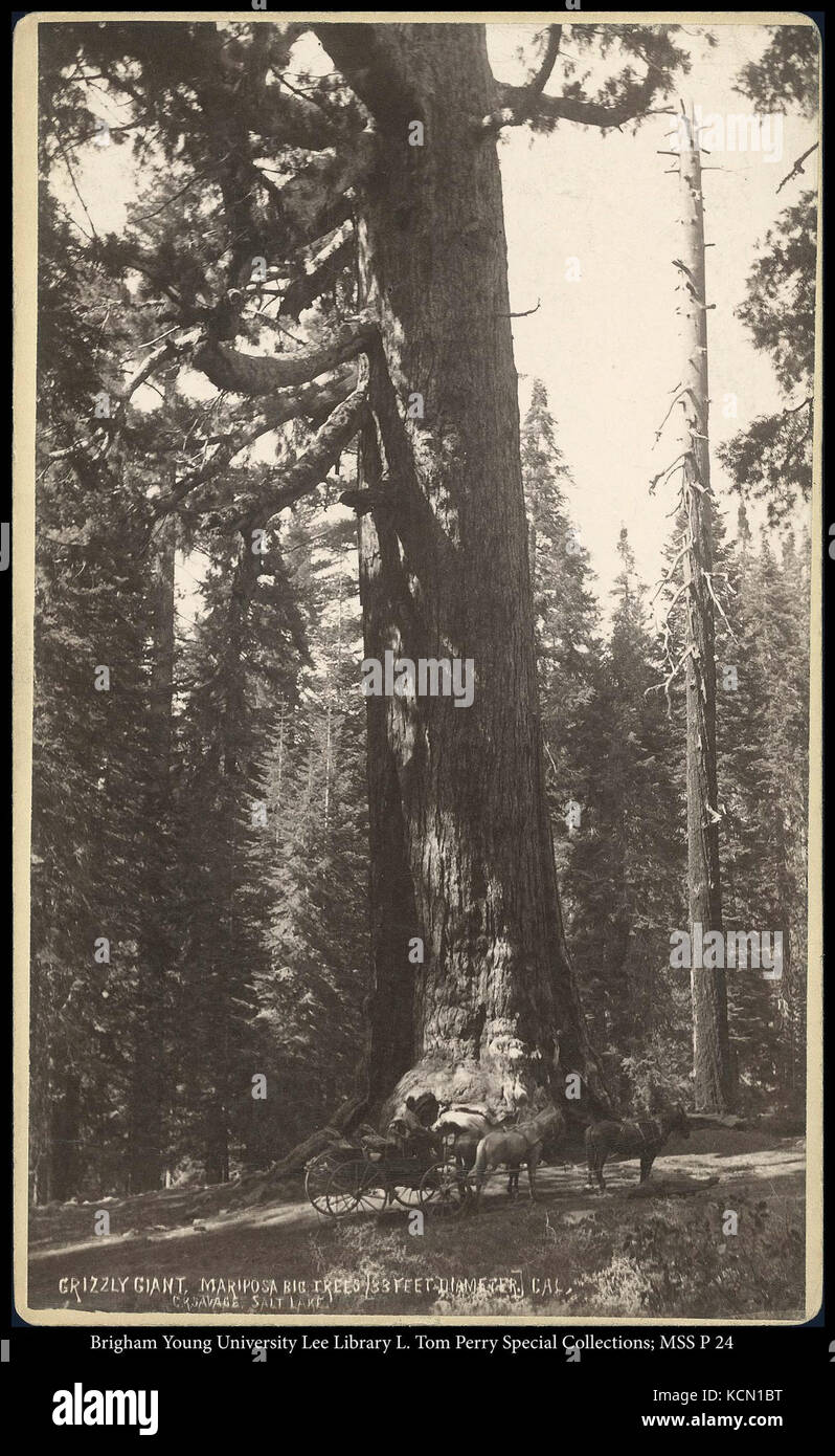 Grizzly Giant, Mariposa Big Trees 33 feet Diameter Salt Lake Stock ...