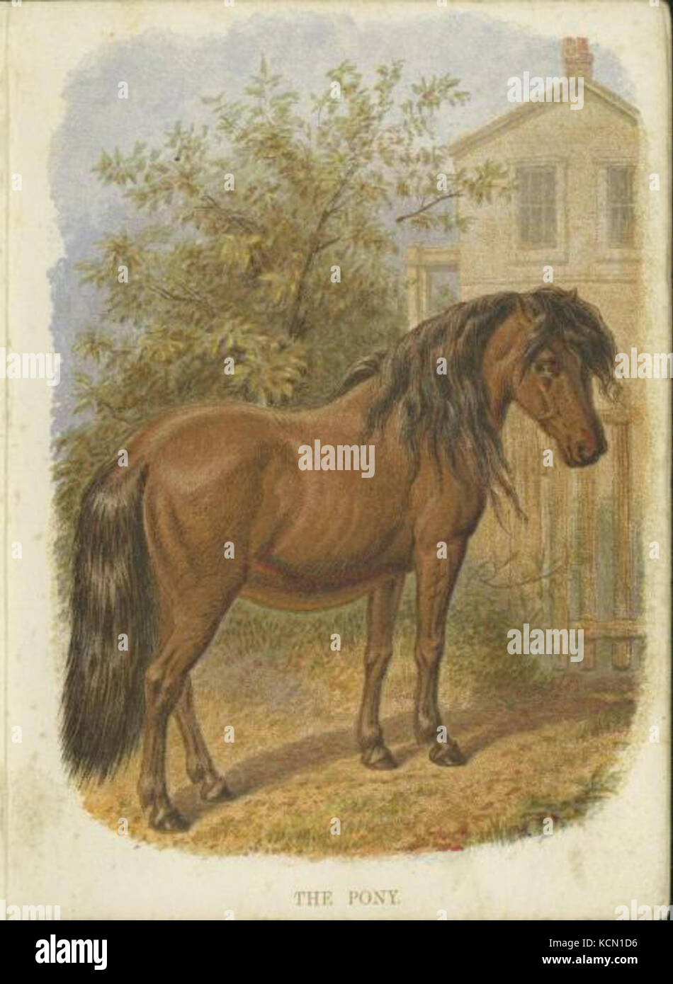 Pony drawing hi-res stock photography and images - Alamy