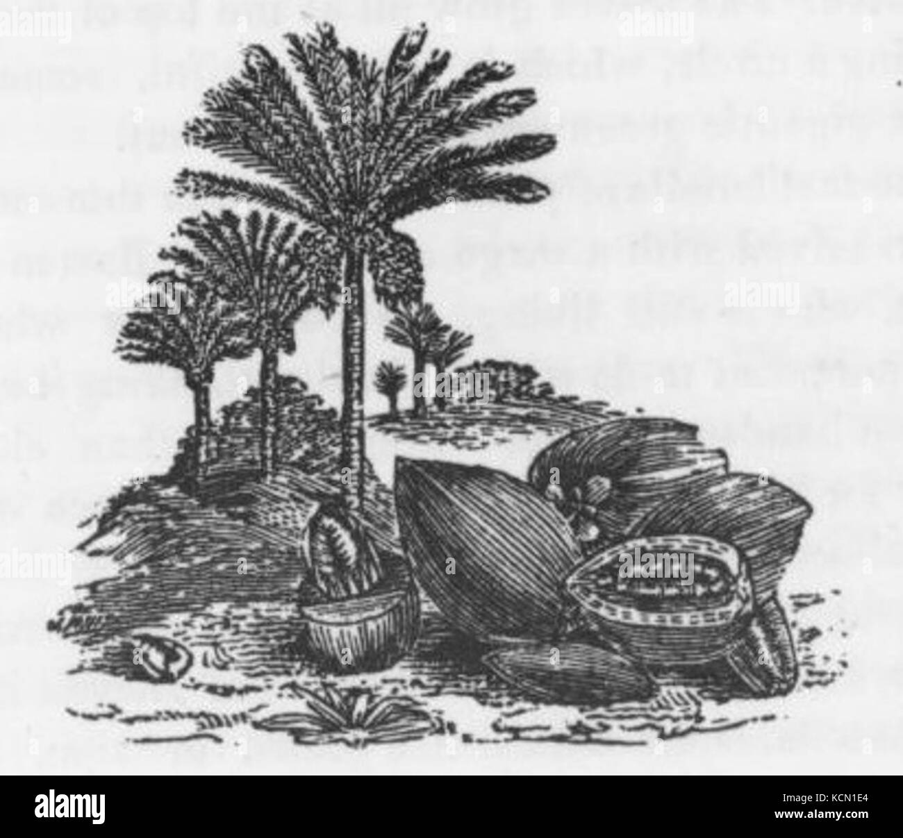 Date Palm Drawing Stock Photo - Alamy