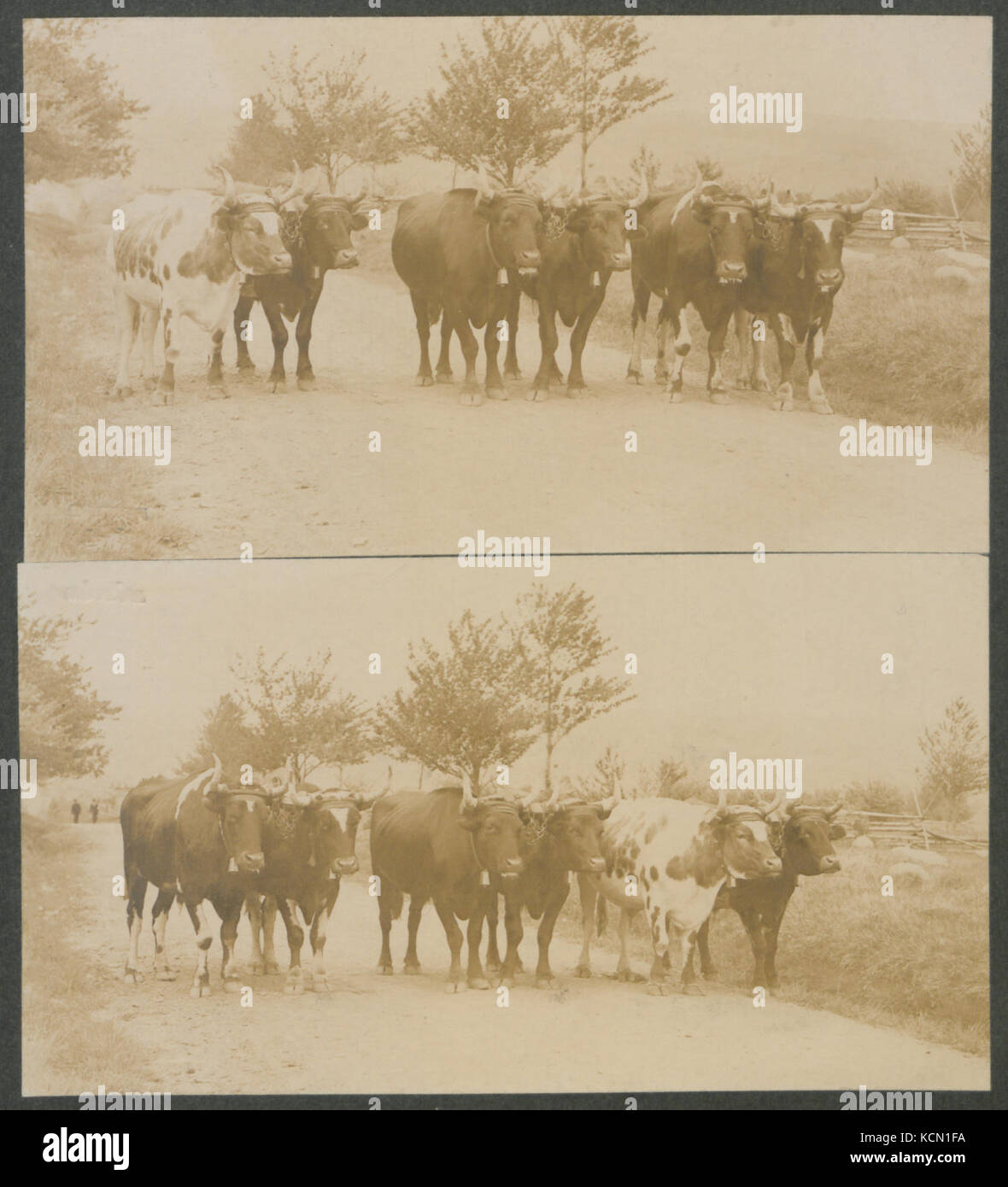 Vintage photo of oxen hi-res stock photography and images - Alamy
