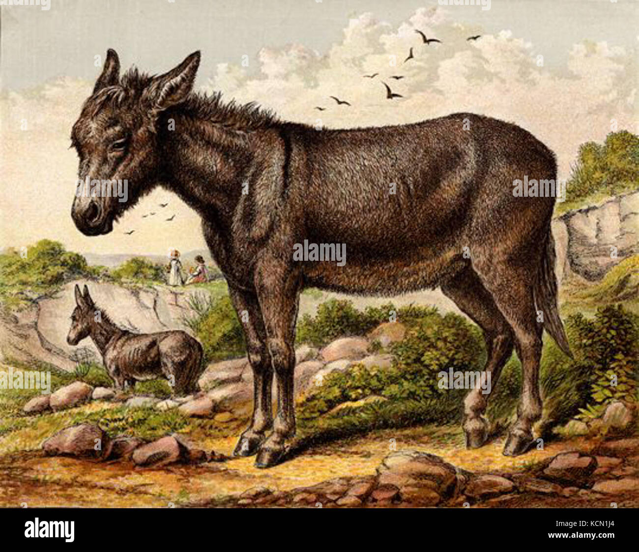 Donkeys by the Sea Stock Photo - Alamy