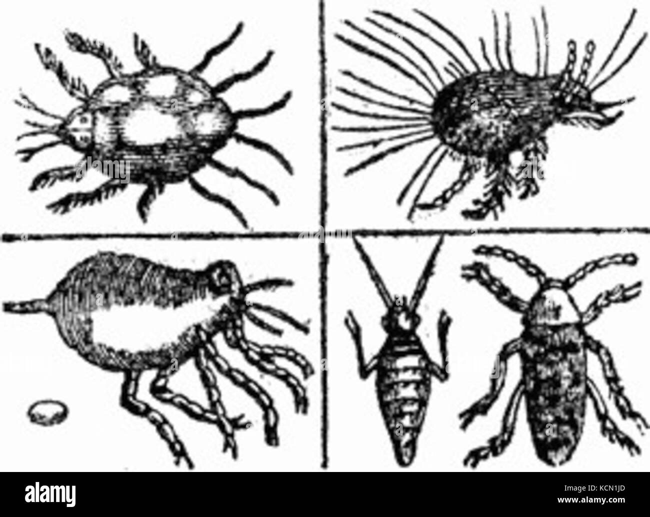 Drawing of Mites Stock Photo - Alamy