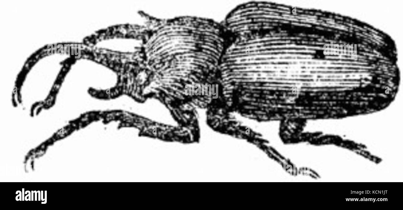 Elephant beetle Black and White Stock Photos & Images - Alamy