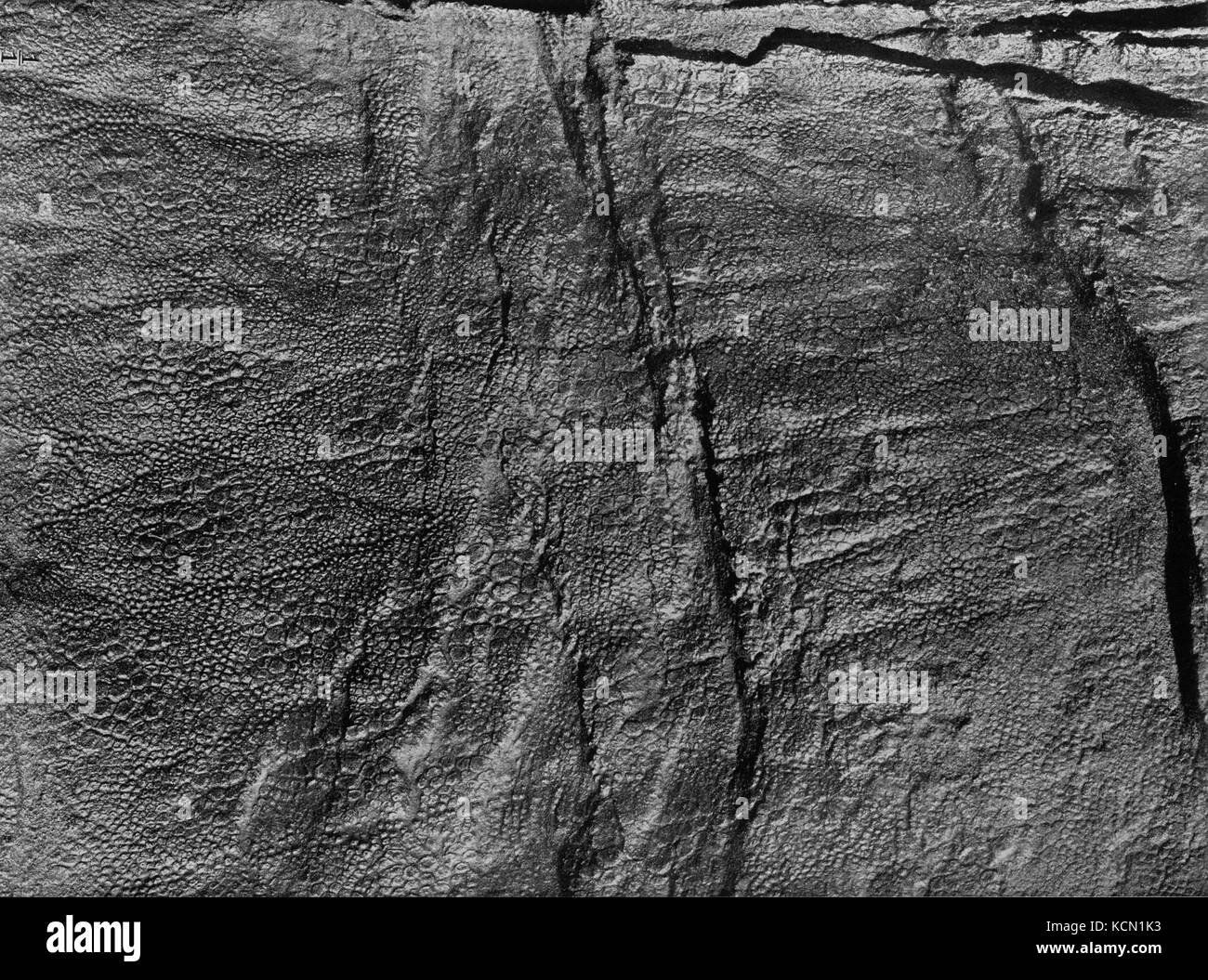Dinosaur skin fossils Black and White Stock Photos & Images - Alamy