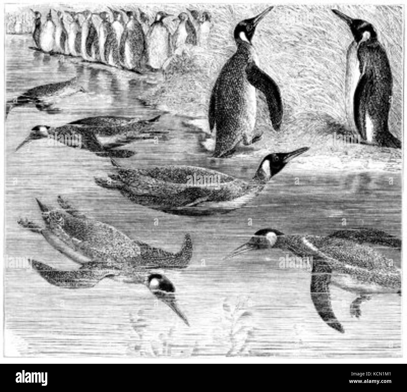Drawing of Penguins Stock Photo - Alamy