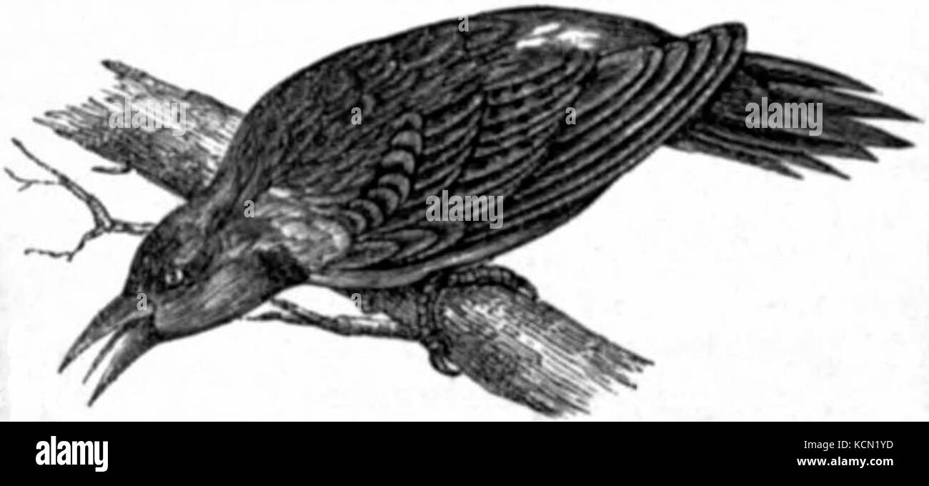 AmCyc Woodpecker pigeon woodpecker Stock Photo - Alamy