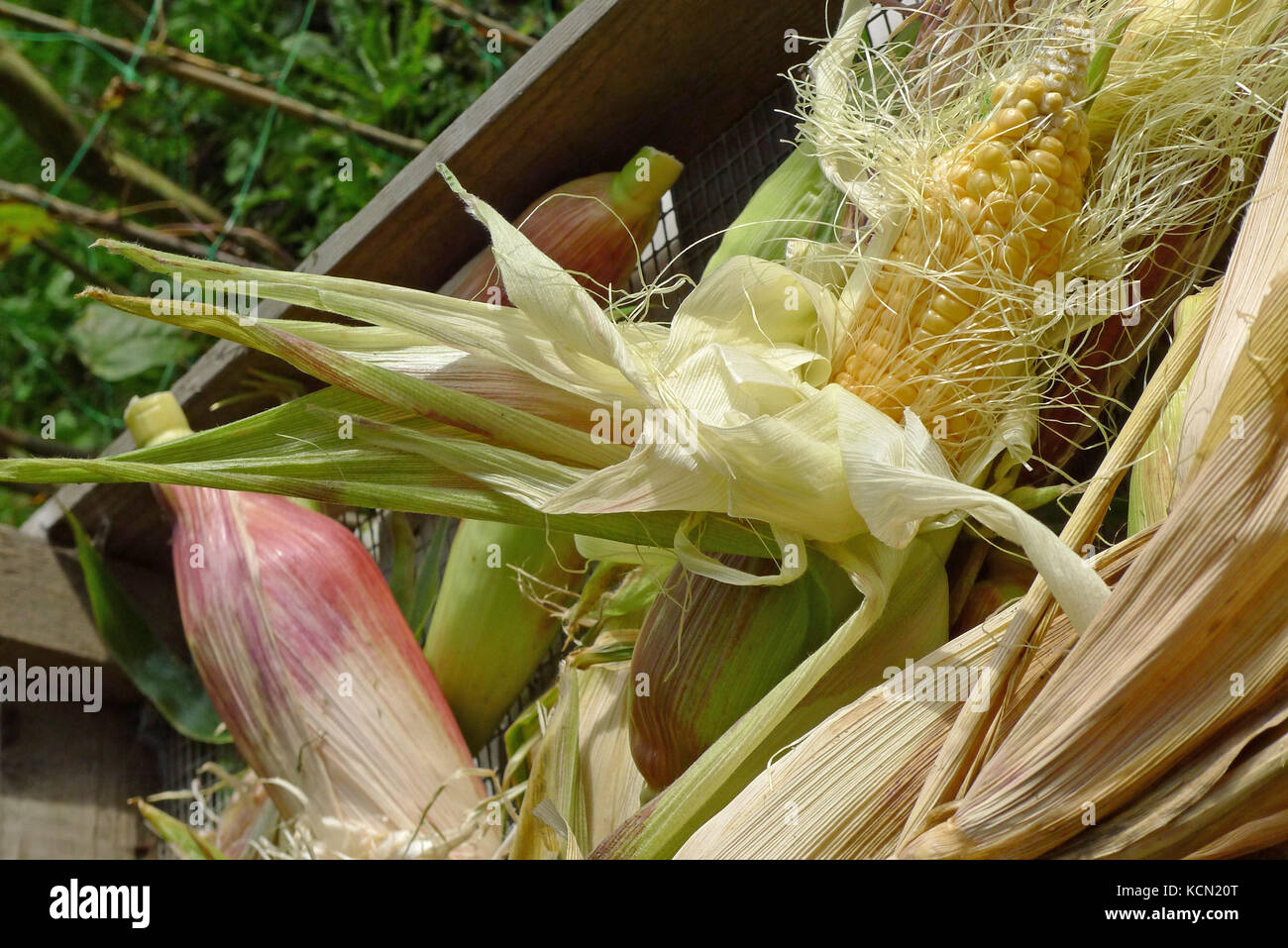 Fresh picked corn from the vegetable garden Stock Photo - Alamy