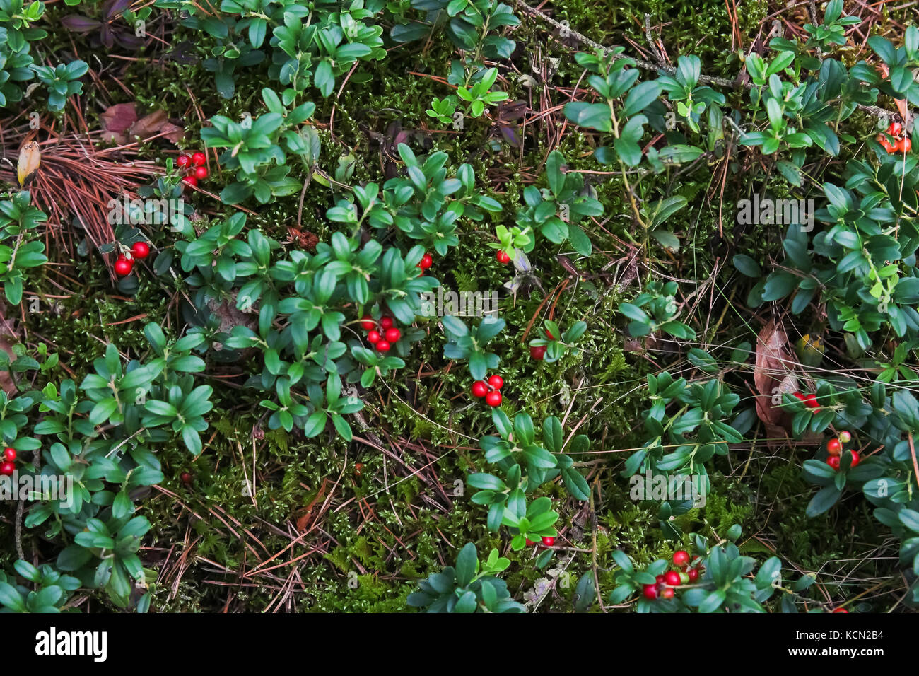Wild Berry Plant High Resolution Stock Photography and Images - Alamy