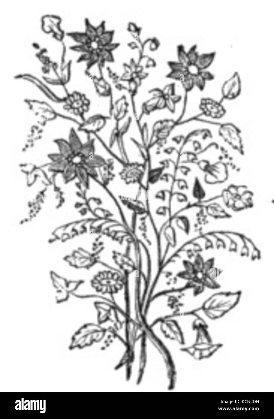 Various floral patterns Black and White Stock Photos & Images - Alamy