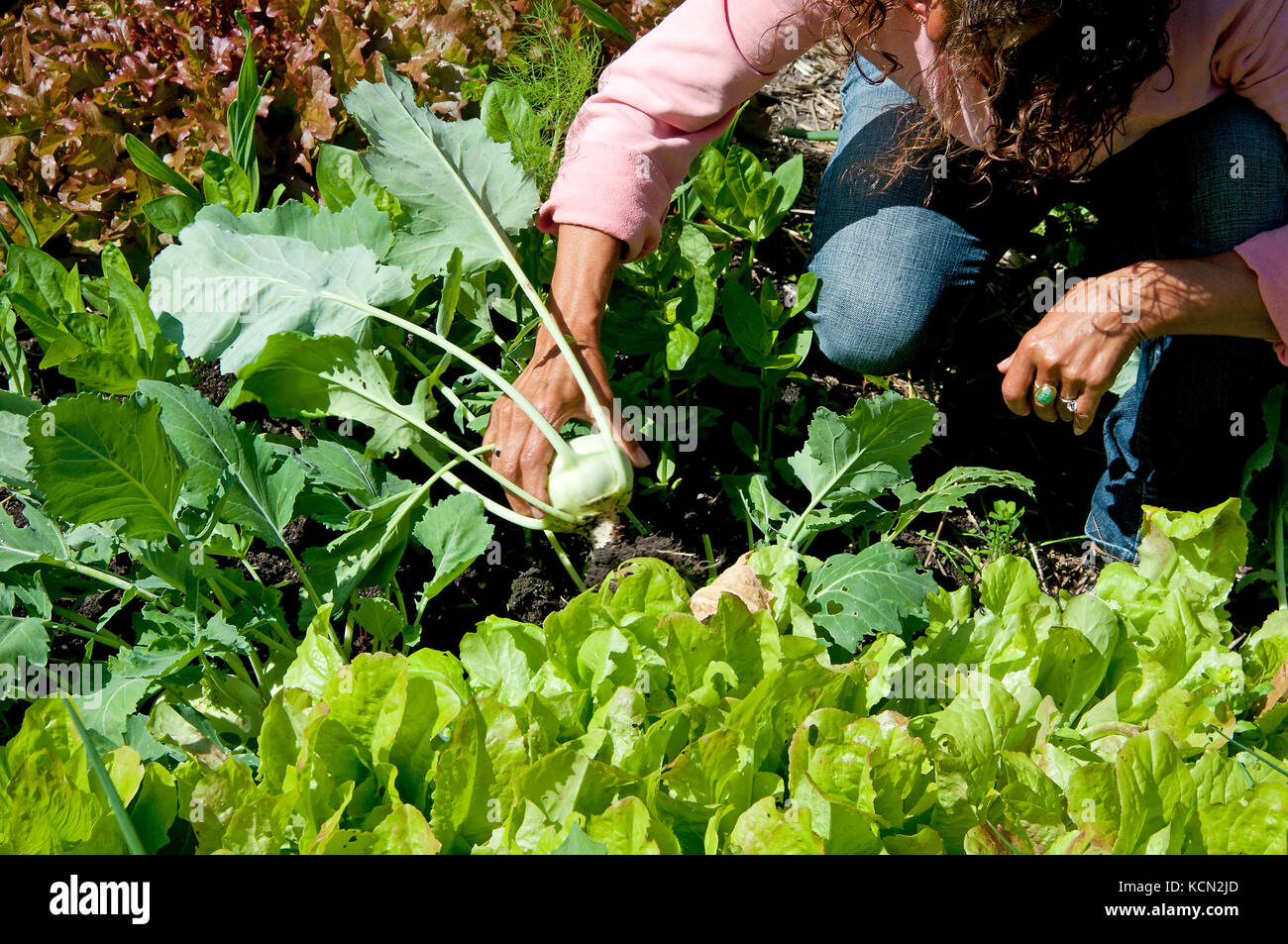 Fresh kohlrabi picked from the vegetable garden Stock Photo - Alamy