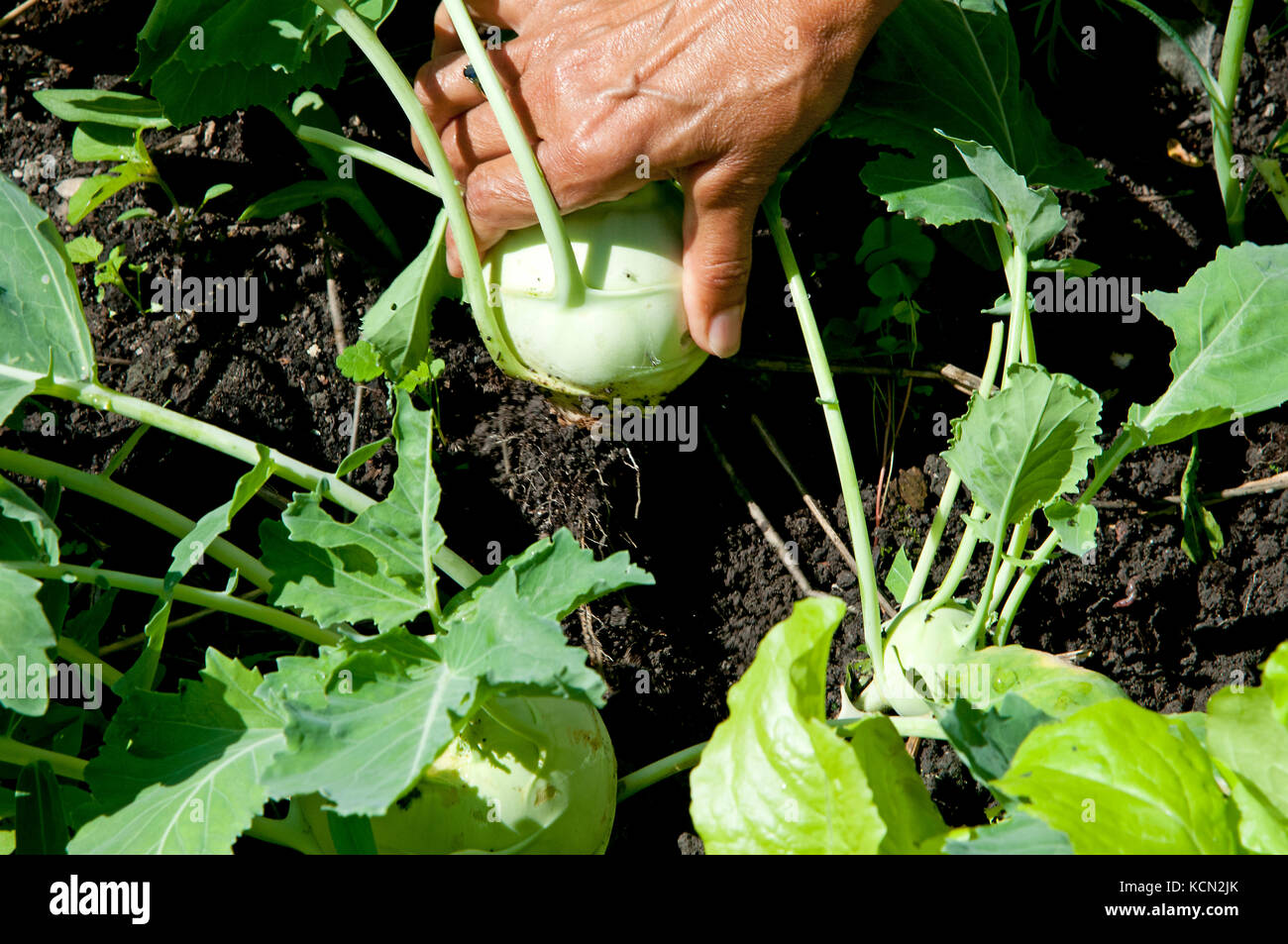 Fresh kohlrabi picked from the vegetable garden Stock Photo - Alamy