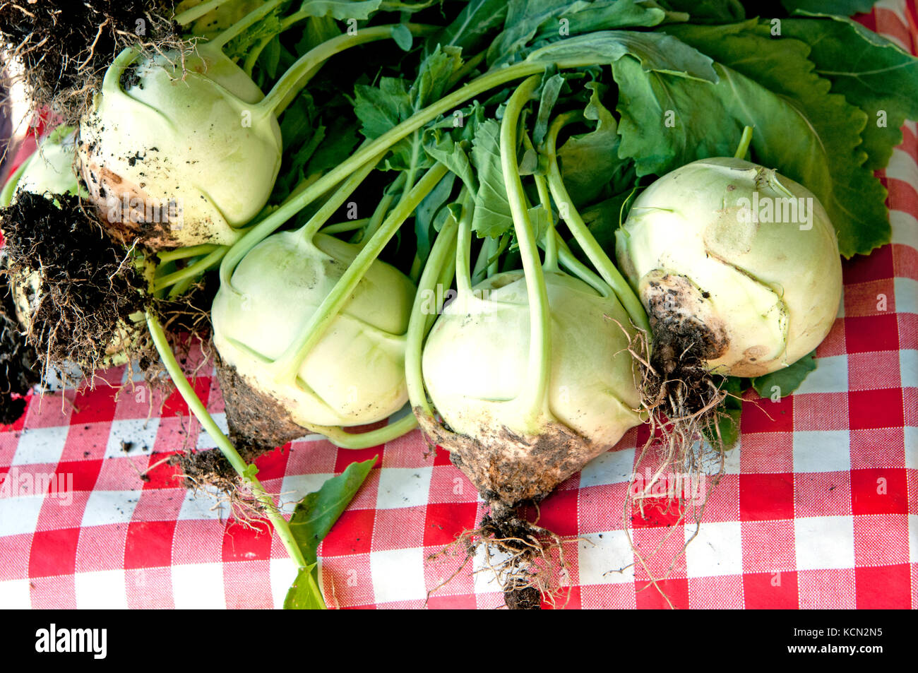 Fresh kohlrabi picked from the vegetable garden Stock Photo - Alamy