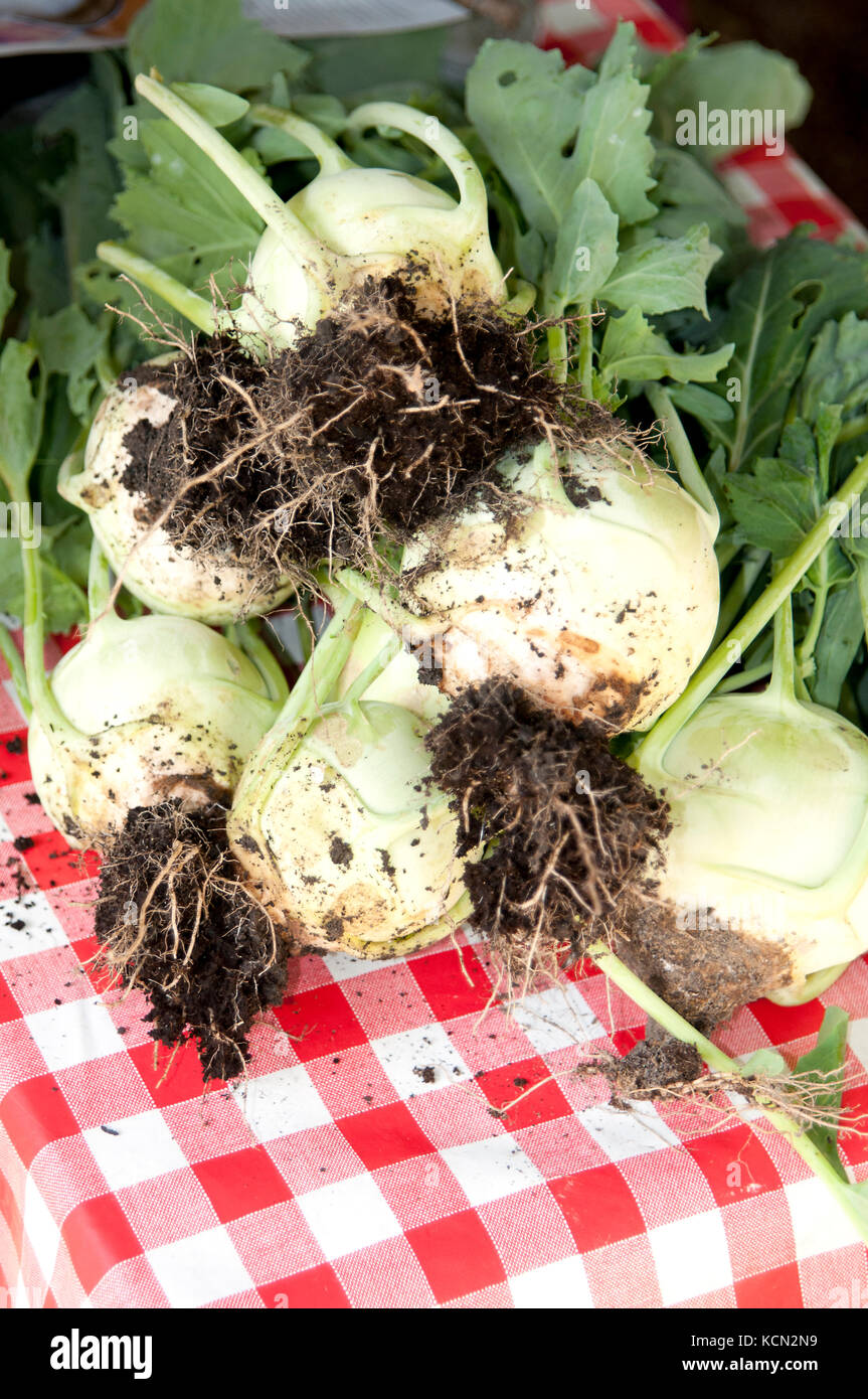 Fresh kohlrabi picked from the vegetable garden Stock Photo - Alamy