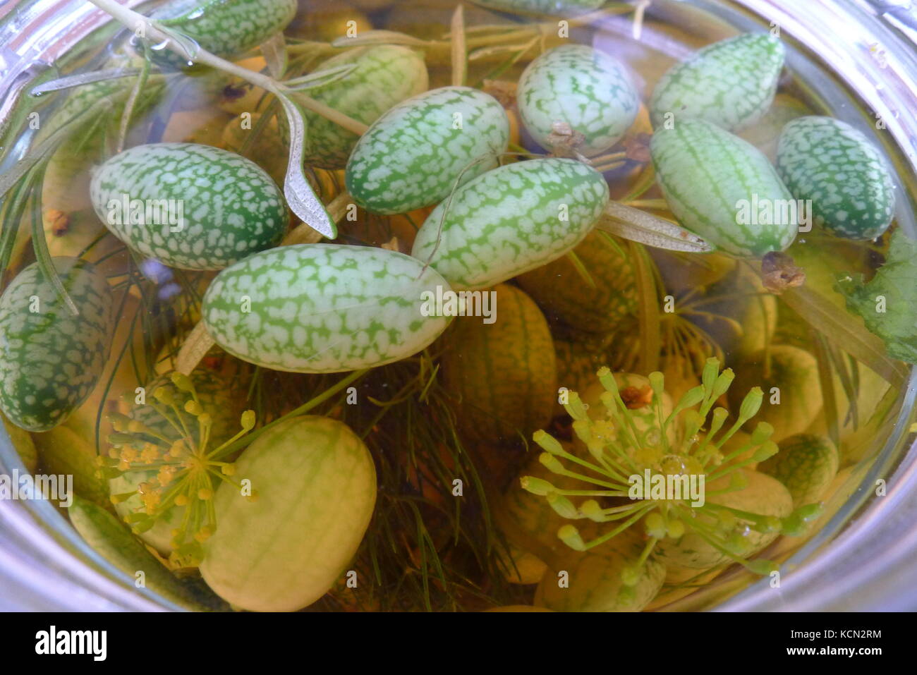 Melothria scabra, mouse melon a sweet delicious vegetable Stock Photo ...