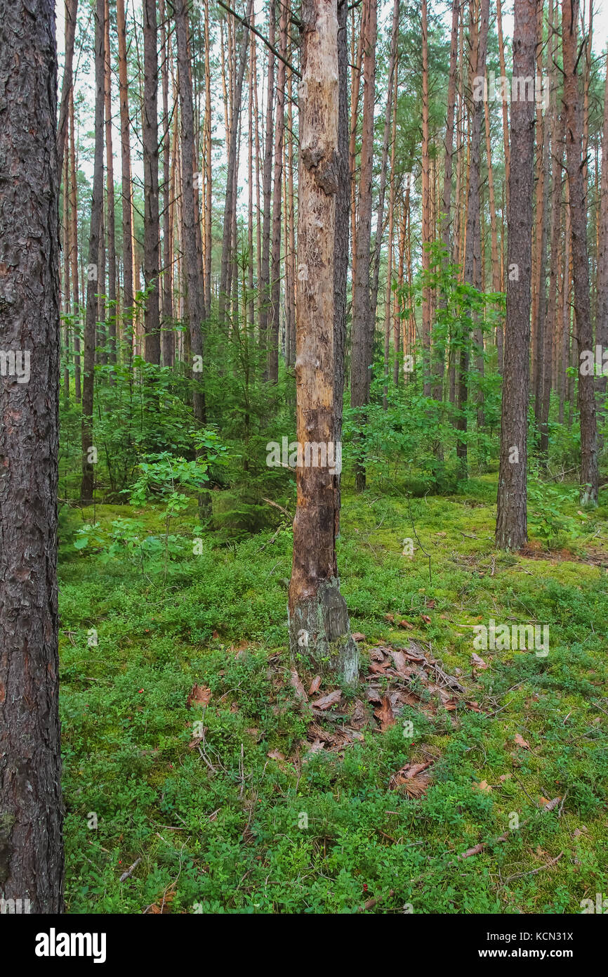 Forest, trees, plants, nature, bark Stock Photo - Alamy