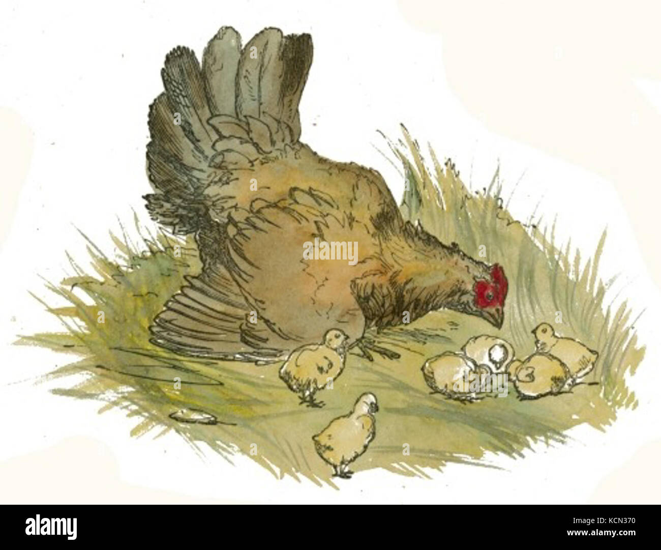 Hen and Chicks Drawing Stock Photo - Alamy