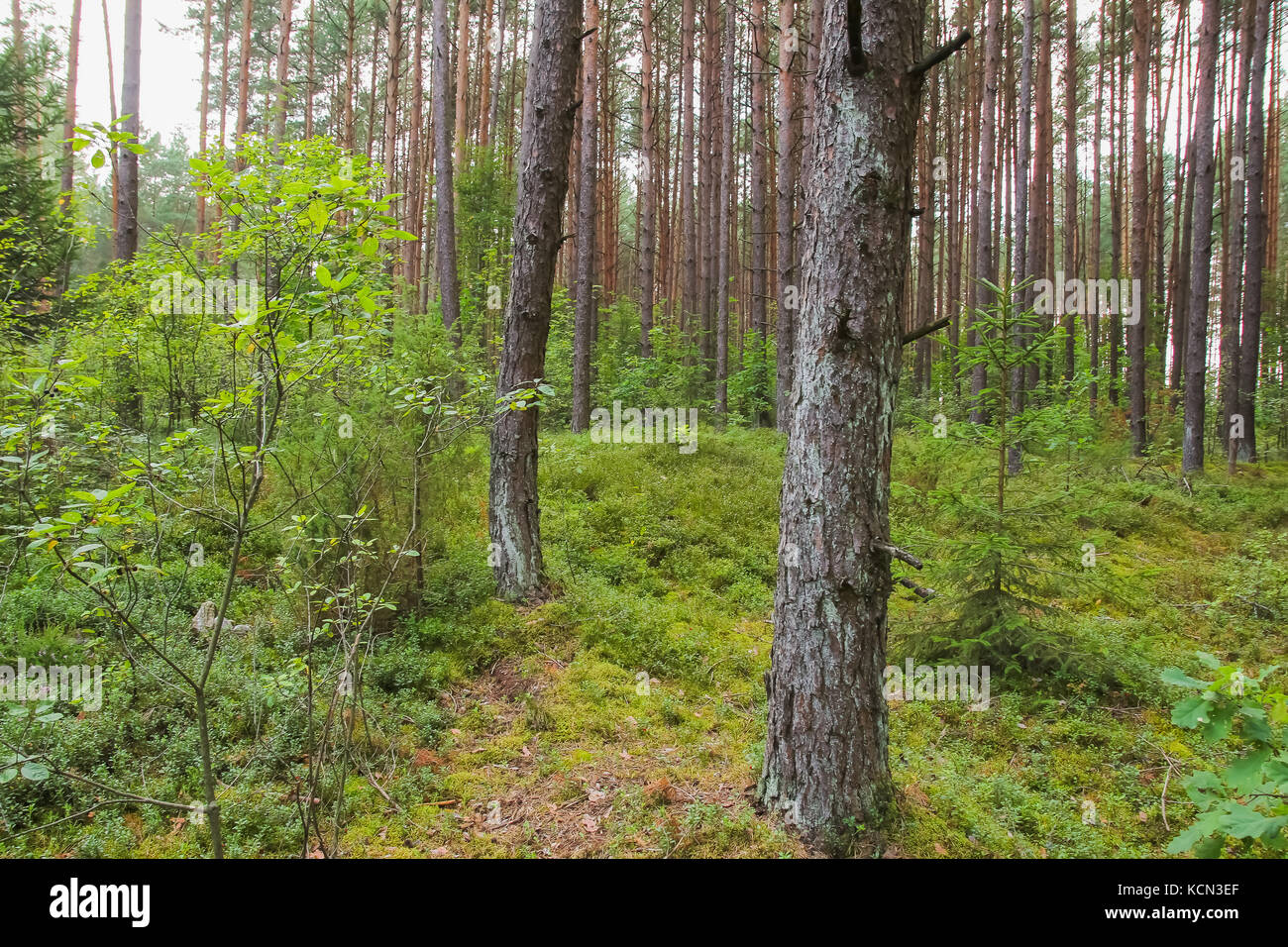 Forest, trees, plants, nature, bark Stock Photo - Alamy