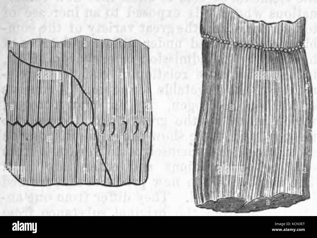 Calamites Black and White Stock Photos & Images - Alamy