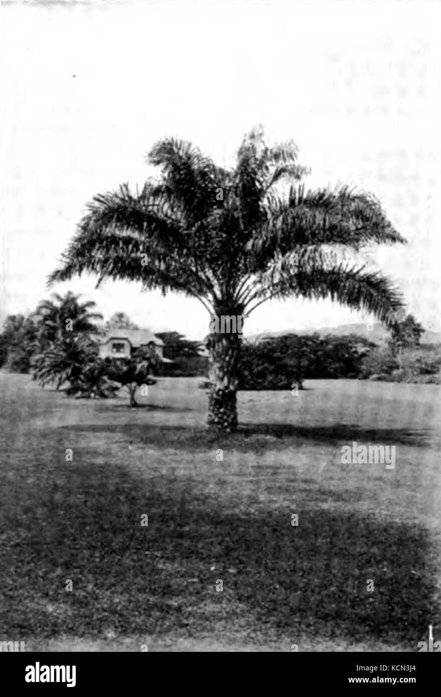 Tropical agriculture products Black and White Stock Photos & Images - Alamy