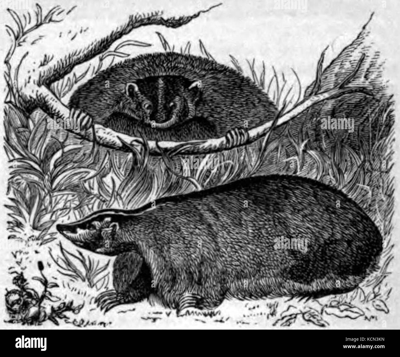 AmCyc Badger Meles Labradorica Stock Photo - Alamy