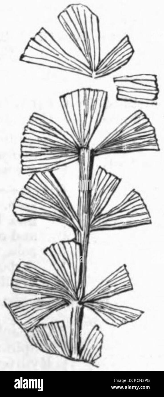 Sphenophyllum hi-res stock photography and images - Alamy