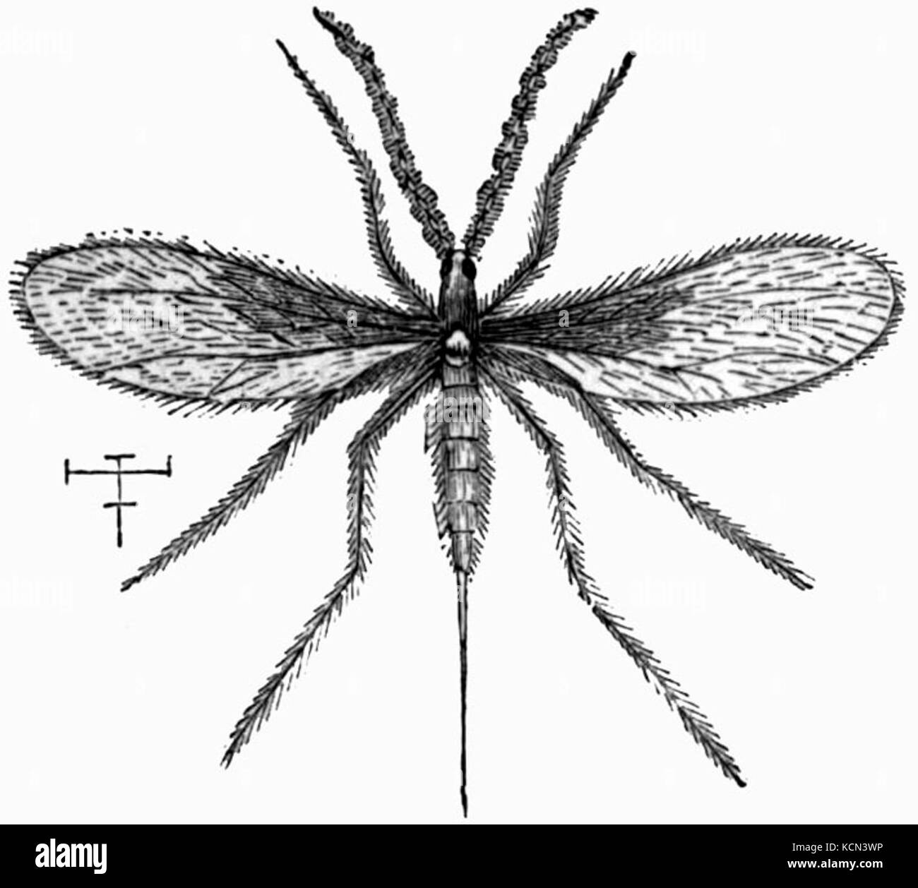 Fly cycle Black and White Stock Photos & Images - Alamy