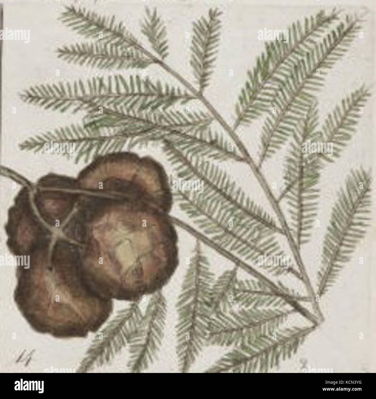 American Cypress Drawing Stock Photo - Alamy